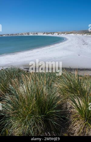 View of Gypsy Cove near Port Stanley, Falkland Islands with flowering ...