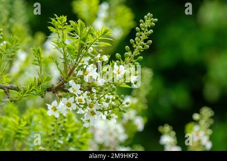 Xanthoceras sorbifolium, shinyleaf yellowhorn, yellow horn, goldenhorn ...