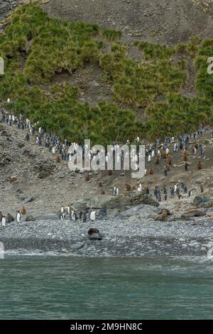 A small King penguin (Aptenodytes patagonicus) colony in Elsehul Bay ...