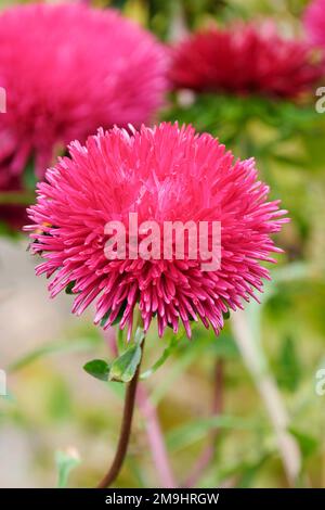 Aster Gala Burgundy, Callistephus chinensis, China Aster, Large double ...