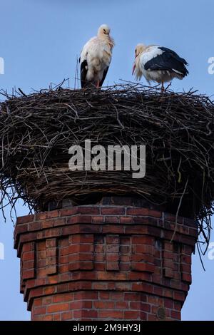 Barchfeld Immelborn, Germany. 18th Jan, 2023. A pair of storks sits in ...