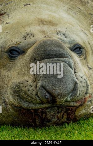 Portrait of a Southern elephant seal (M. leonina) on a beach near the ...