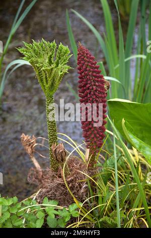 gunnera x cryptica wisley surrey england Stock Photo - Alamy
