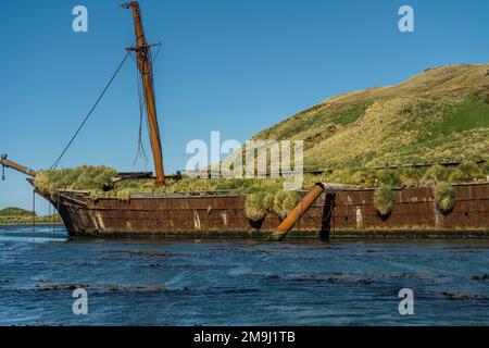The Bayard, a three masted iron hulled sailing ship, wrecked in 1911 ...