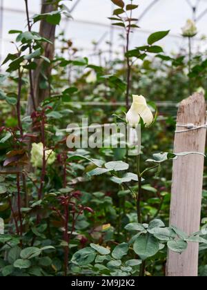 Plantation roses growing inside in a greenhouse Stock Photo - Alamy