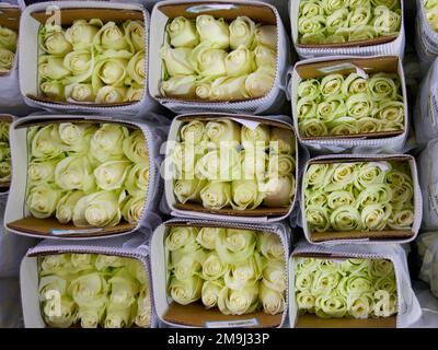 Roses in a special cold room with air conditioning. Refrigerator for ...