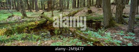 Fallen tree decaying Stock Photo - Alamy