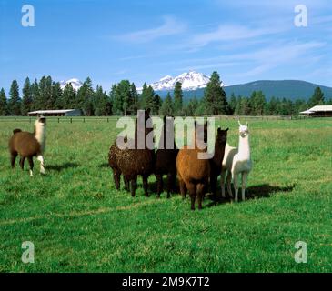 Llamas on farm with Three Sisters Mountains Oregon Stock Photo - Alamy