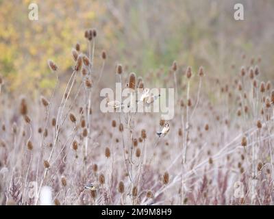 Goldfinches (Carduelis carduelis) sit on cardoons (Dipsacus) in autumn ...