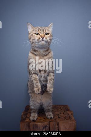 Tabby cat looking curious away. Horizontal image with copy space Stock ...