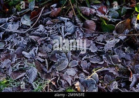 High angle view of ripe covered leaves Stock Photo - Alamy