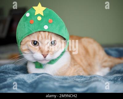 Mika the orange tabby as a Christmas Tree Stock Photo - Alamy