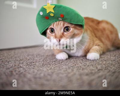 Mika the orange tabby as a Christmas Tree Stock Photo - Alamy