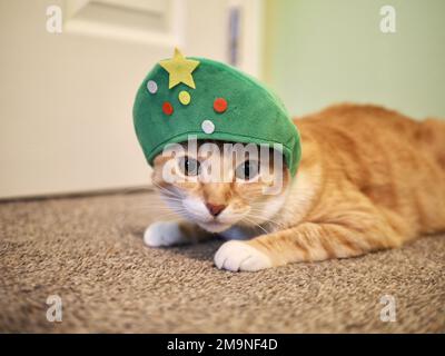 Mika the orange tabby as a Christmas Tree Stock Photo - Alamy
