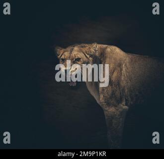 angry lioness roaring and showing teeth in savanna. Serengeti park ...