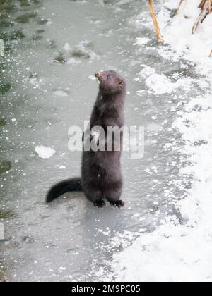 American Mink Standing on ice Stock Photo - Alamy