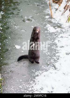 American Mink Standing on ice Stock Photo - Alamy