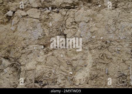 Old clay lump house wall, exposed during renovation Stock Photo - Alamy