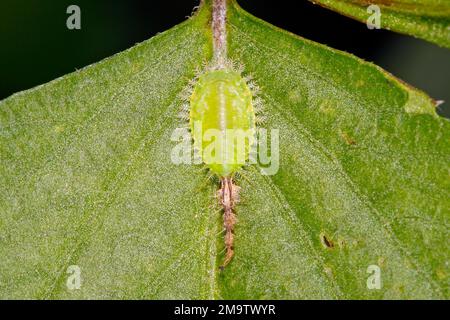 Mottled Tortoise Beetle (Deloyala guttata Stock Photo - Alamy