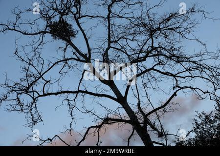 dead trees with a cloudy sunset Stock Photo - Alamy