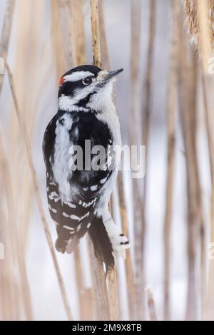 downy woodpecker (Dryobates pubescens) in winter Stock Photo - Alamy
