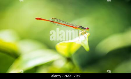 An orange damselflies on green leaf and green background, Insect in ...