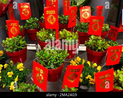 Money trees for Lunar New Year Stock Photo - Alamy