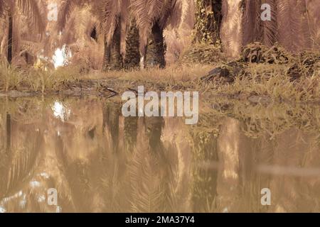 scene of gravel and overgrowth by the puddle bank Stock Photo - Alamy