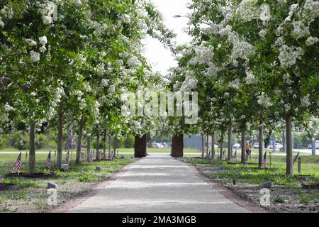 Crape Myrtles bloom on Warriors Walk at Fort Stewart, Georgia, May 24 ...