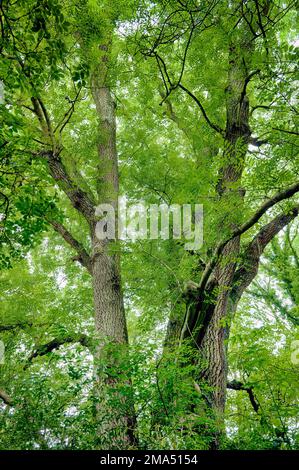 Mature trees near Hangers way, Hawley Stock Photo - Alamy