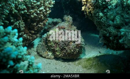 Close-up of the Stonefish on coral reef. Reef Stonefish (Synanceia ...