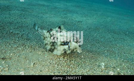 Close-up of Boxfish swims over sandy bottom. Thornback Boxfish or Camel ...