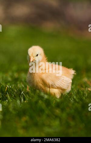 Chicken (Gallus domesticus) chick on a meadow, Slovakia Stock Photo - Alamy