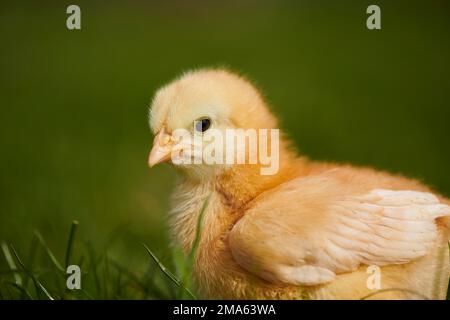Chicken (Gallus domesticus), portrait, Slovakia Stock Photo - Alamy