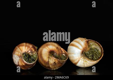 Striped (Helix lucorum) Roman snails with herb garlic butter, studio ...