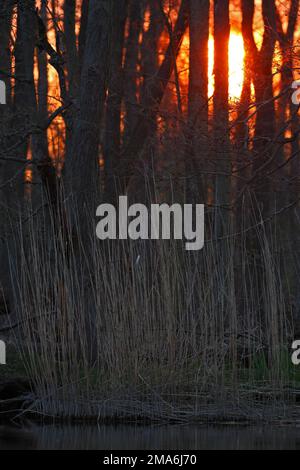 Sunset in the Alder Marsh Forest, Peene Valley River Landscape nature ...