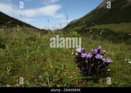 Field Gentian (Gentianella campestris) at the Hochtannberg Pass ...