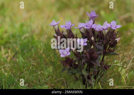 Field Gentian (Gentianella campestris) at the Hochtannberg Pass ...