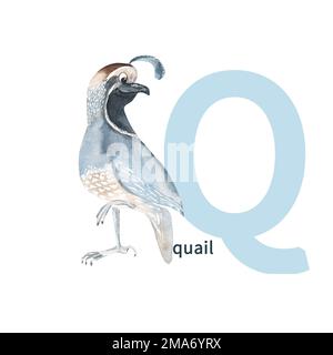 Letter Q, quail, cute kids animal ABC alphabet. Watercolor illustration ...