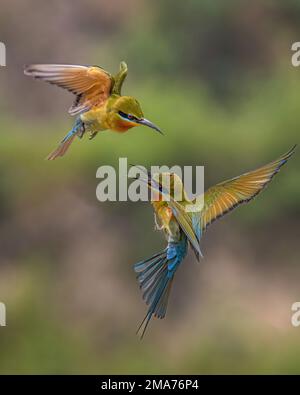 STUNNING images of two feisty blue-tailed bee eaters battling and ...