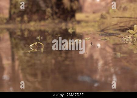 scene of the muddy overgrowth puddle bank in the plantation Stock Photo ...