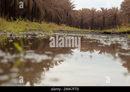 scene of the muddy overgrowth puddle bank in the plantation Stock Photo ...