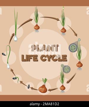 Diagram showing onion life cycle illustration Stock Vector Image & Art ...