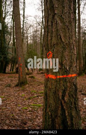 Spray paint markings on trees in The New Forest Hampshire UK. The ...