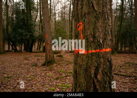 Spray paint markings on trees in The New Forest Hampshire UK. The ...