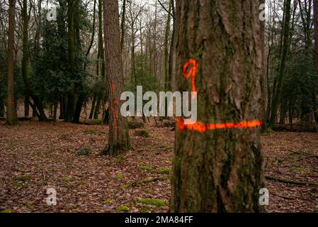 Spray paint markings on trees in The New Forest Hampshire UK. The ...