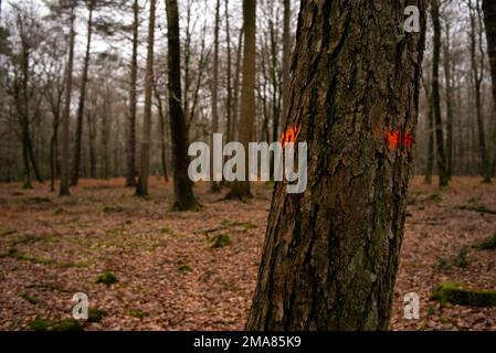 Spray paint markings on trees in The New Forest Hampshire UK. The ...