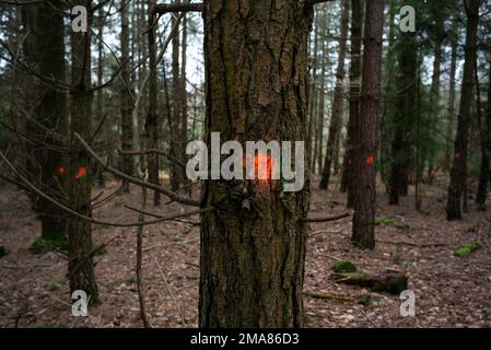 Spray paint markings on trees in The New Forest Hampshire UK. The ...