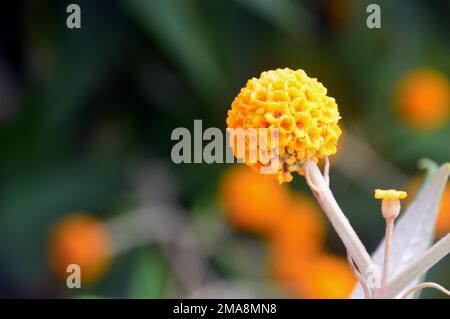 Single Orange Buddleja Globosa 'Orange Ball Tree' Flowering Shrub at ...