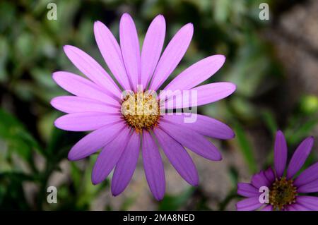 Single Mauve/Pink/Lilic Osteospermum Jucundum 'Langtrees' (African ...